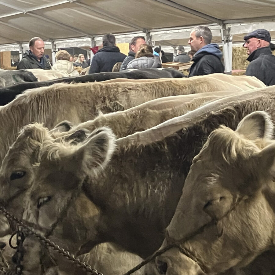 Twee groepen maken amok in hartje Geraardsbergen: “Onderzoek is lopende ...